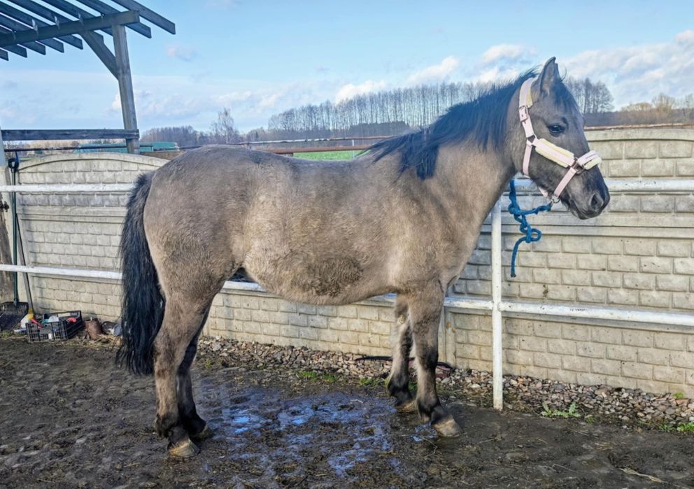 Klacz duży kuc koniki polski wysoka Sośnie • OLX.pl