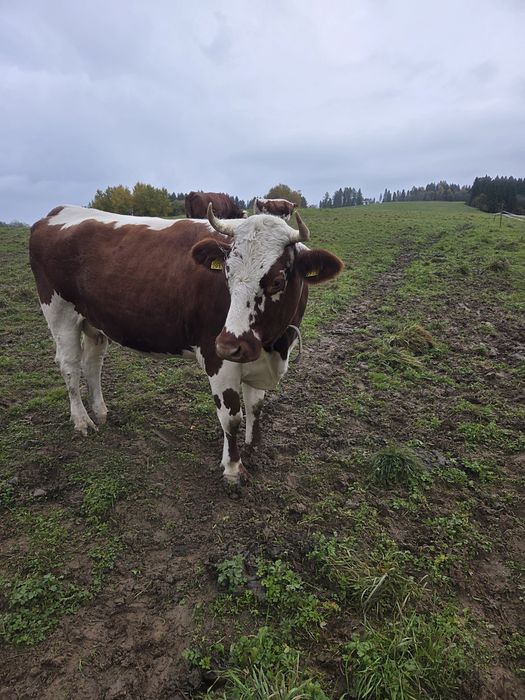 Krowa bialogrzbieta Chmiel • OLX.pl