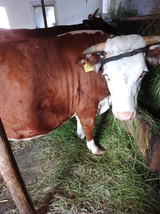 Krowa polska czerwona ,simental Jodłowa • OLX.pl