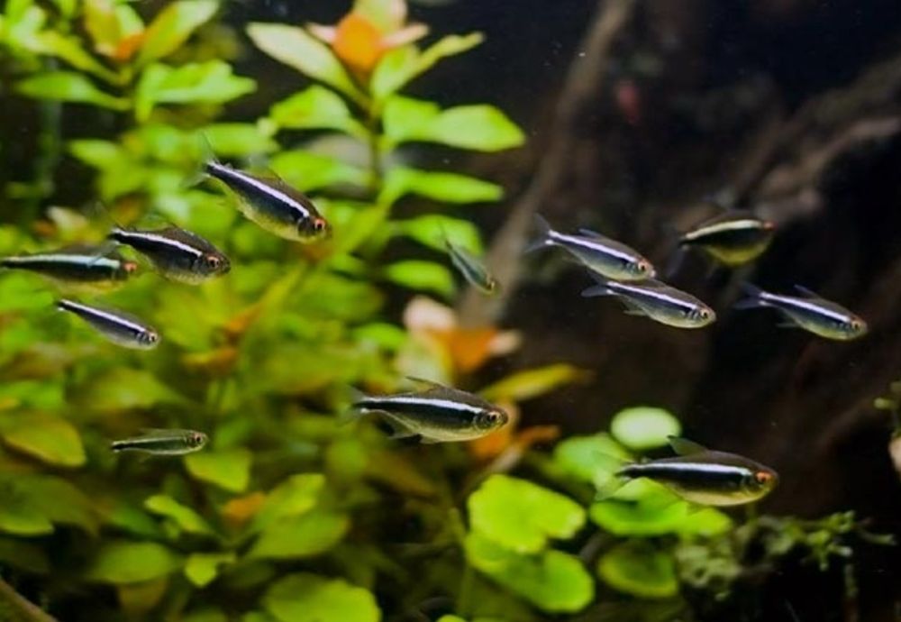 Rybki akwariowe Neon czarny (neonki) Bielsko-Biała • OLX.pl