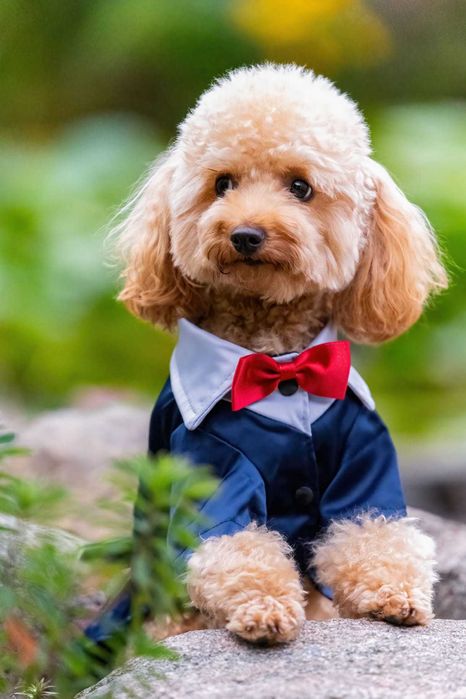 Reproduktor Pudel Toy Toruń • OLX.pl