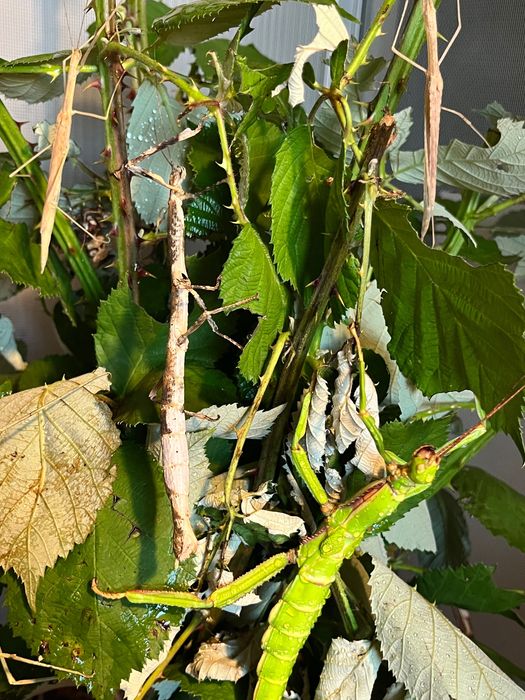 Patyczaki straszyki liscce (gatunki dla początkujących ) Poznań Rataje ...