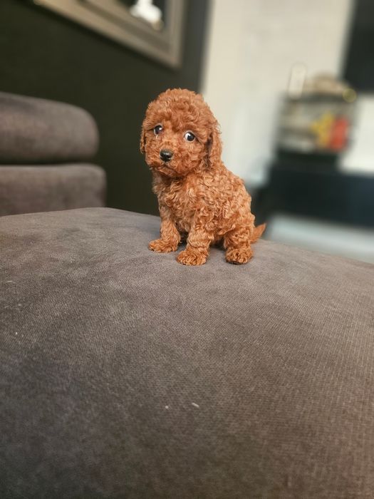 Pudel Toy Miniatura Red Brown ! Pleszew • OLX.pl