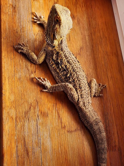 Agama Brodata Cena Hodowla Ywienie Maxandmraupl