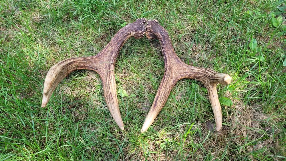 SKUP POROZA jelenia łosia renifer koziołki trofea KOLEKCJE MYŚLIWSKIE ...