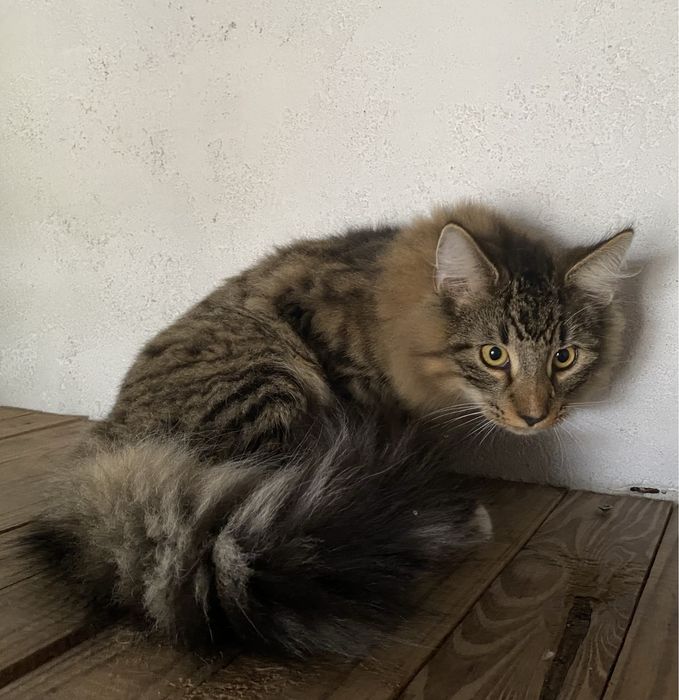 Gatinho Bosques da Noruega com LOP Seixal, Arrentela E Aldeia De Paio ...