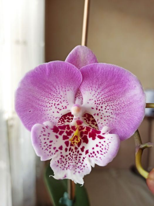 Орхідея біг ліп Younghome Princess: 490 грн. - Кімнатні рослини ...