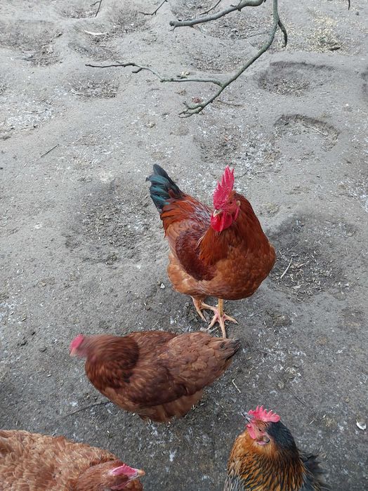 Koguty młode tegoroczne z własnej hodowli Częstochowa Kiedrzyn • OLX.pl