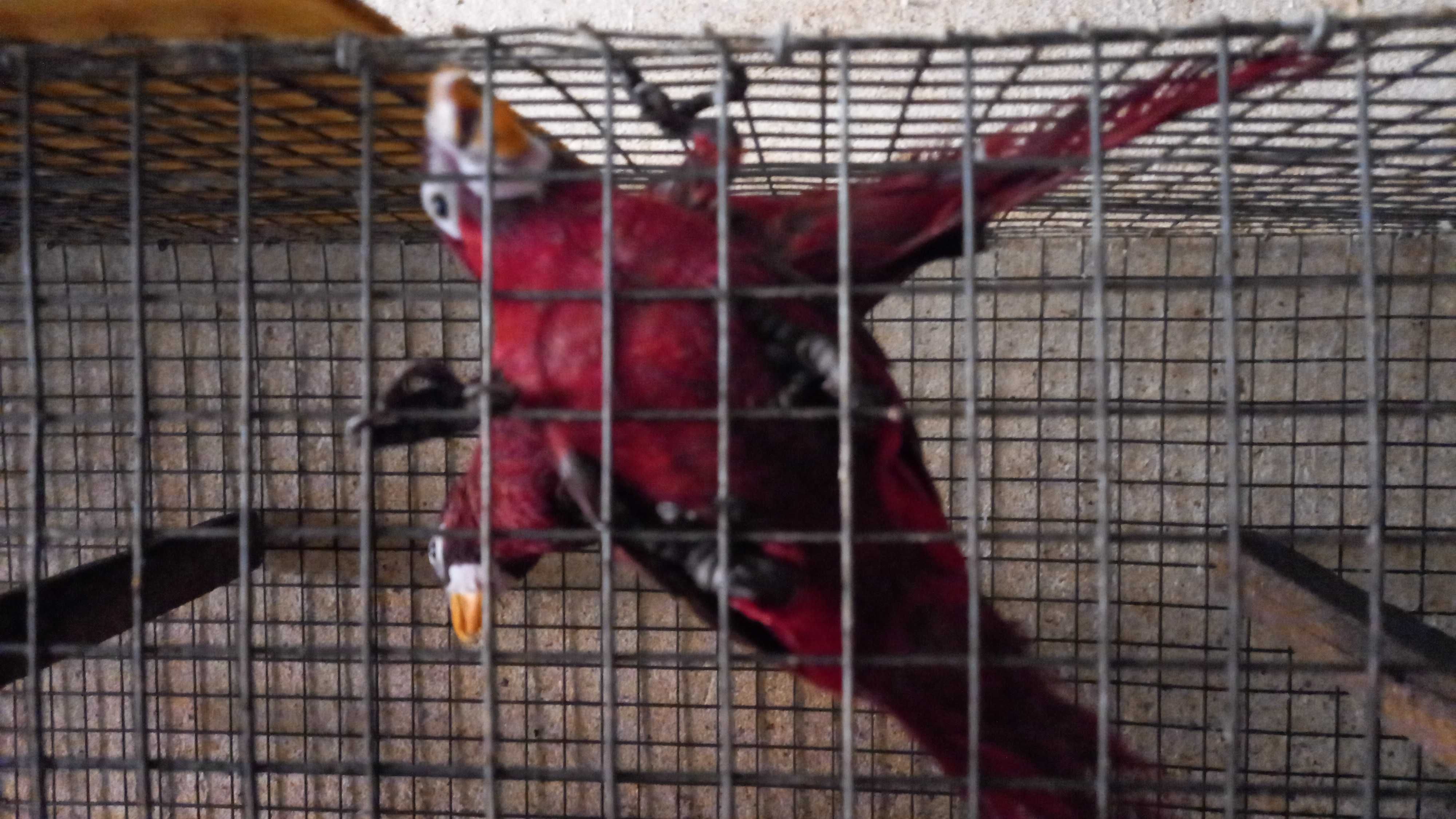 Vendo aves desde 6€, Loris, Aratinga Jandaya, Agapornis, etc. Moita ... Vendo aves desde 6€, Loris, Aratinga Jandaya, Agapornis, etc. Moita ...