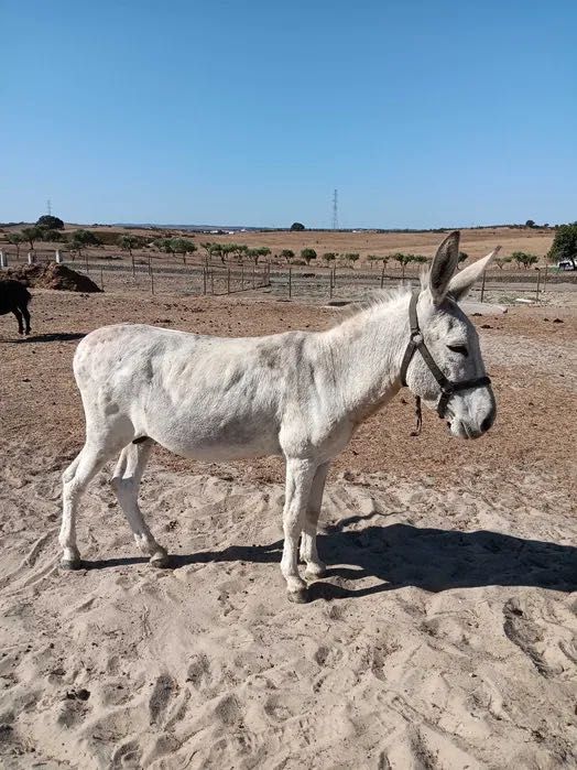 Burro macho para venda Almodôvar E Graça Dos Padrões • OLX.pt