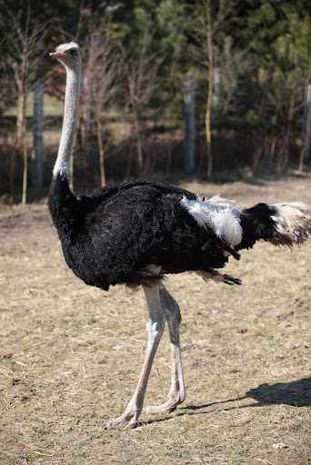 strusie w Twojej okolicy? Sprawdź kategorię Zwierzęta