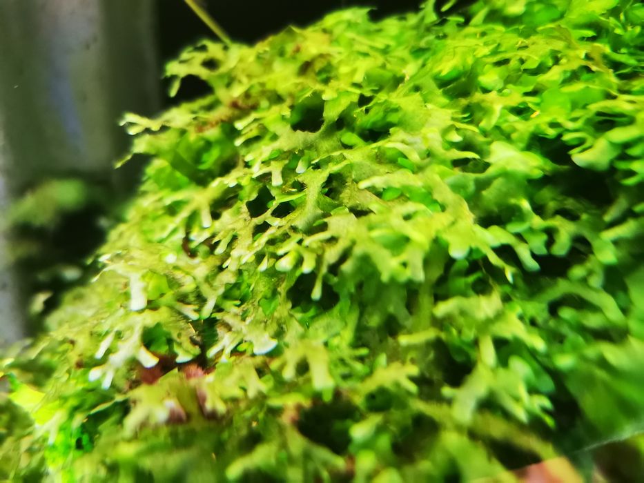 Plantas aquário - Frogbite, Vallisneria nana, Java fern, musgos ...