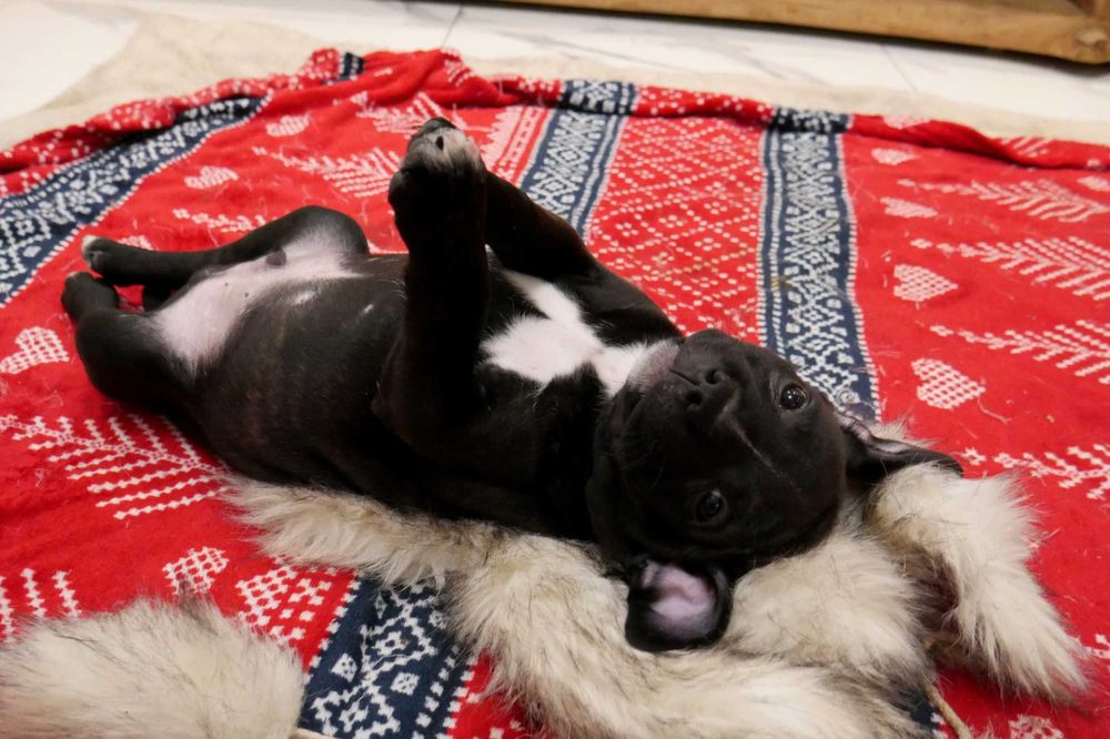 Staffordshire Bull Terrier ZKwP Staffik FCI uroczy piesek LEVIS Nowy ...