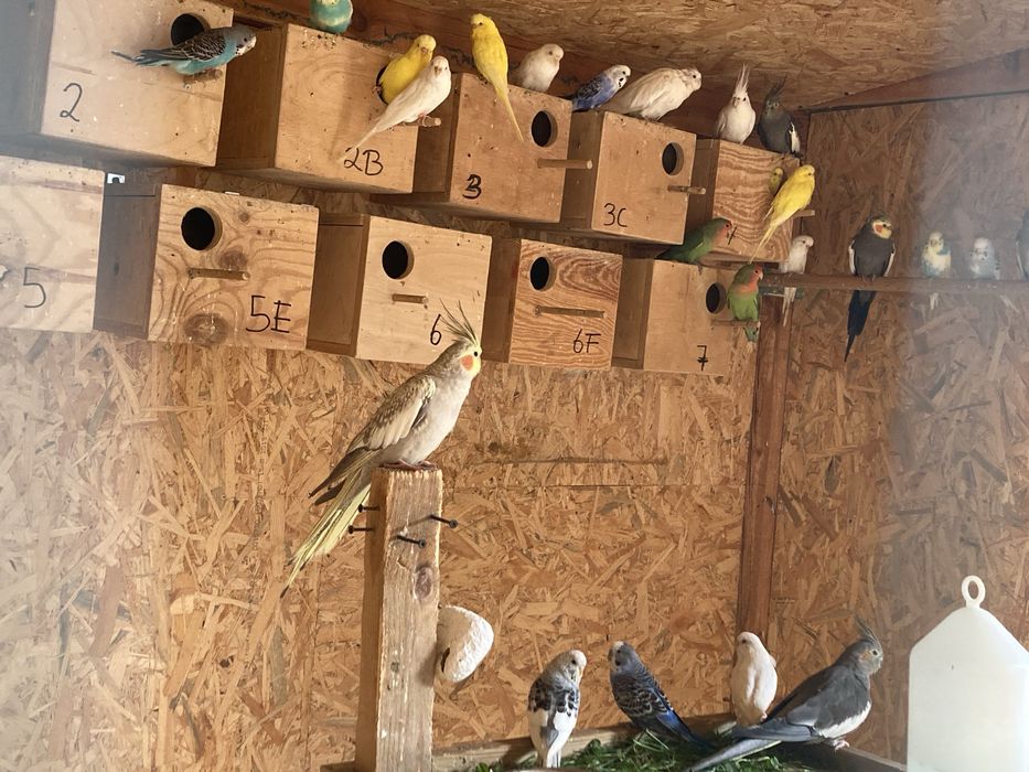 Papugi nimfy i faliste Skarbiszów • OLX.pl