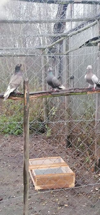 Gołębie, pocztowe, ozdobne Karczmiska • OLX.pl