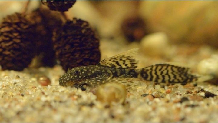 Glonojady Weloniaste - Zwierzęta akwariowe - OLX.pl