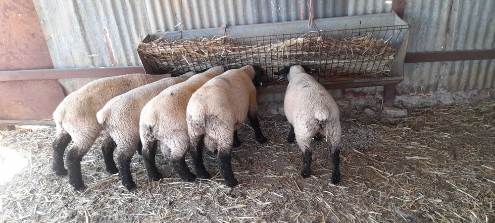 Borregos e borregas sulfok puros Portel • OLX.pt