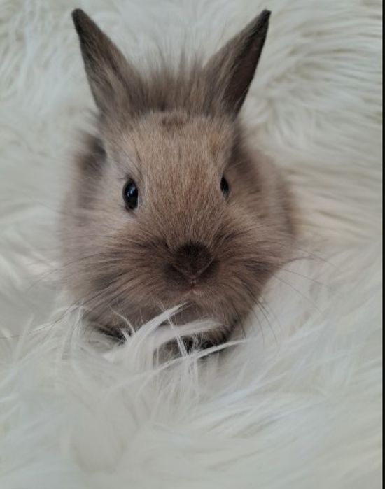 Karzełek Teddy królik miniaturka króliki miniaturki Łabiszyn • OLX.pl