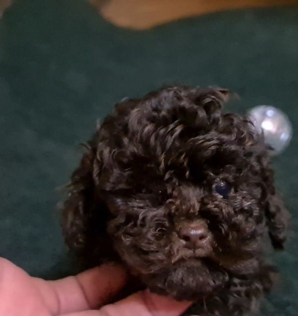 Вязка КСУ-FCI Той пудель шоколадный (Коричневый).: 4 000 грн. - В'язка Харків на Olx