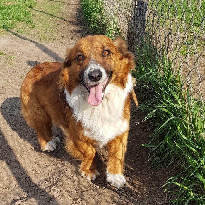 ARTEK- rudy pies w typie jamnika Błędowo • OLX.pl