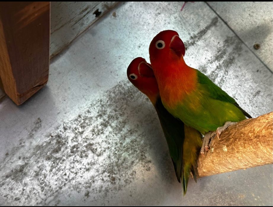 Agapornis fischer Sobreira • OLX.pt