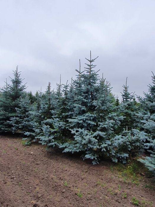 ŚWIERK Srebrny HOOPSII 400cm SZKÓŁKOWANY kopany maszyną Grójec • OLX.pl