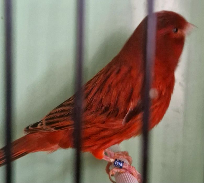 Kanarek Kanarki agat czerwony Nowy Targ • OLX.pl