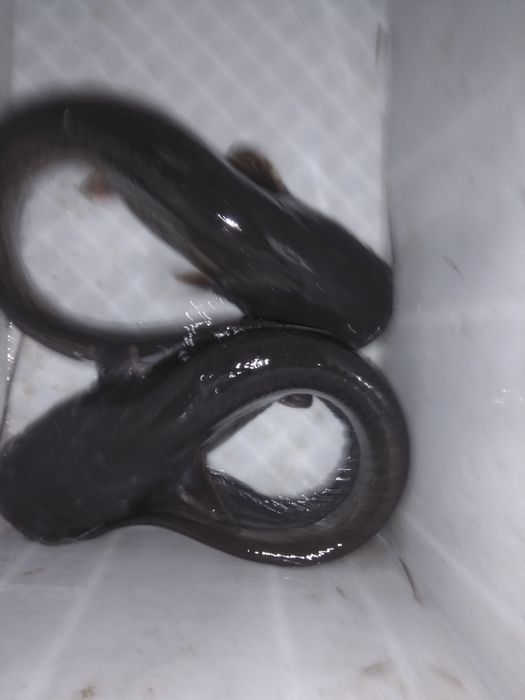 Szczupak, Sum europejski prosto z wody. Tuchów • OLX.pl