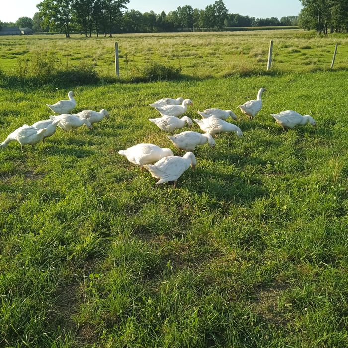 Drób gęsi perliki kaczki staropolskie Stara Wola • OLX.pl