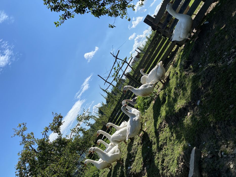 Gęsi Kaczki Perliki Indyki Kroliki. Niedźwiedź • OLX.pl