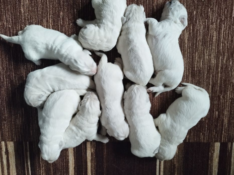 Polski Owczarek Podhalański FCI Bukowina Tatrzańska • OLX.pl