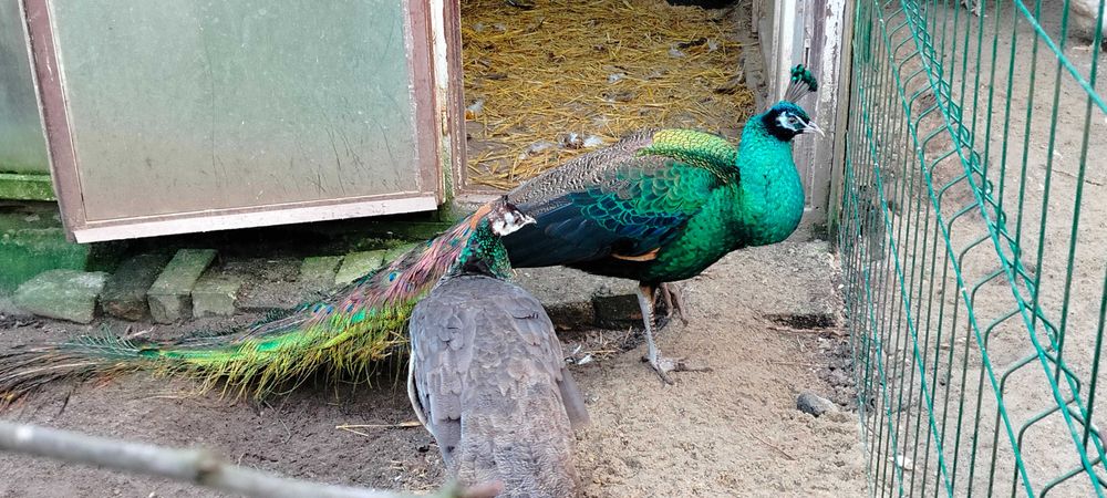 Pawie indyjskie, purpurowe, białe oraz jajka Tczew • OLX.pl