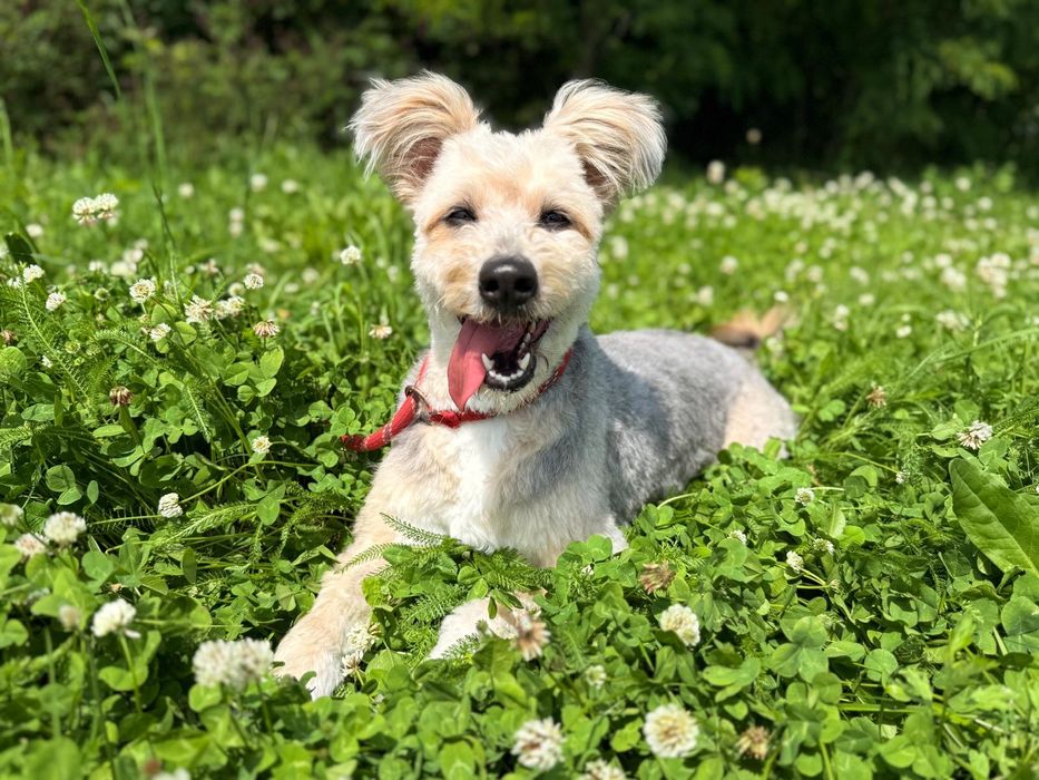 Gresia szuka domu! Świdnica • OLX.pl