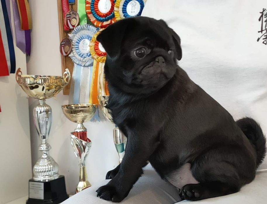 mops - Twój przyszły pies | OLX Zwierzęta