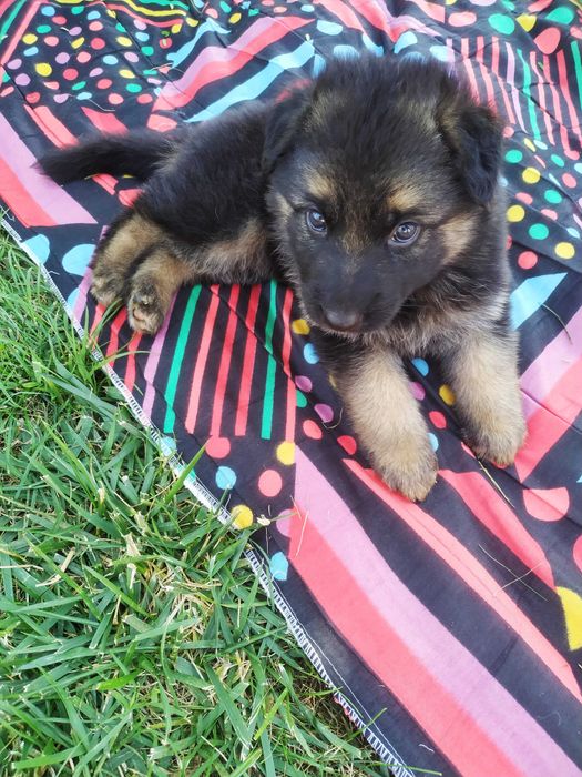 Pastor Alemão Puro (Capa negra pelo curto) Beduído E Veiros • OLX.pt