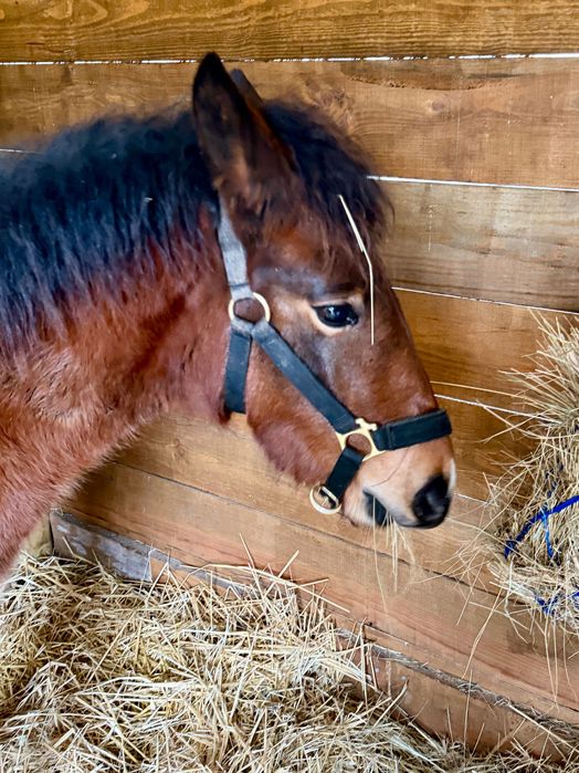 Poldra Garrana Pura e Registada na ACERG Guarda • OLX.pt