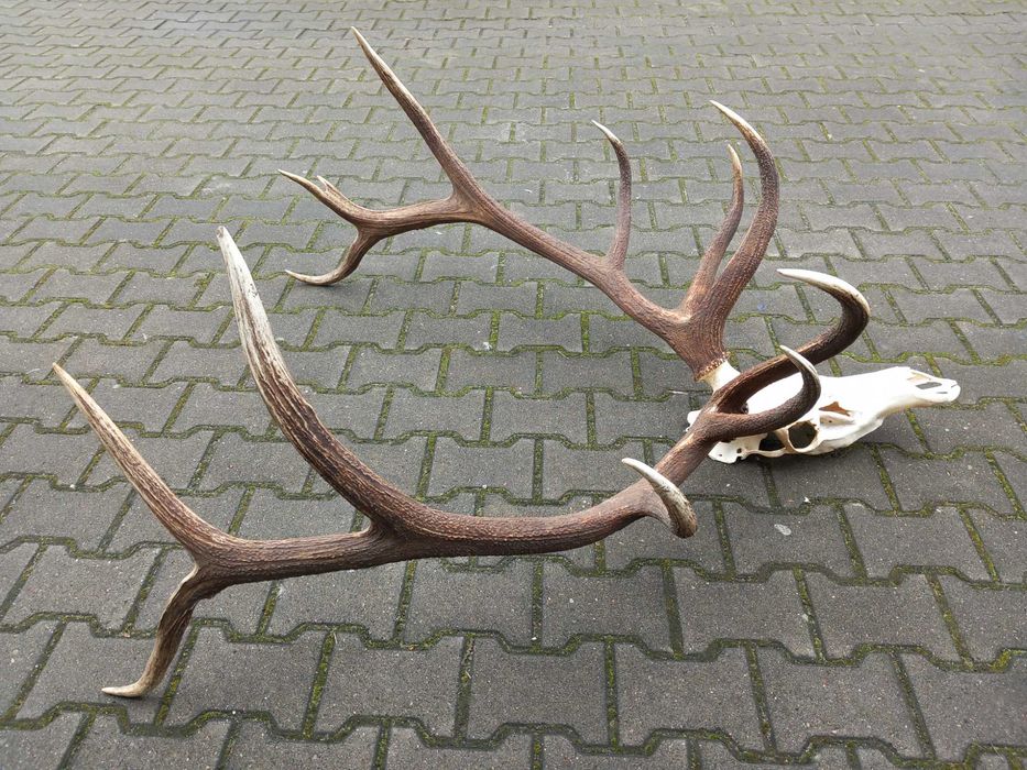 Poroże, Byk, Wieniec, Jeleń, ,Rogi 10,5 kg Stargard • OLX.pl