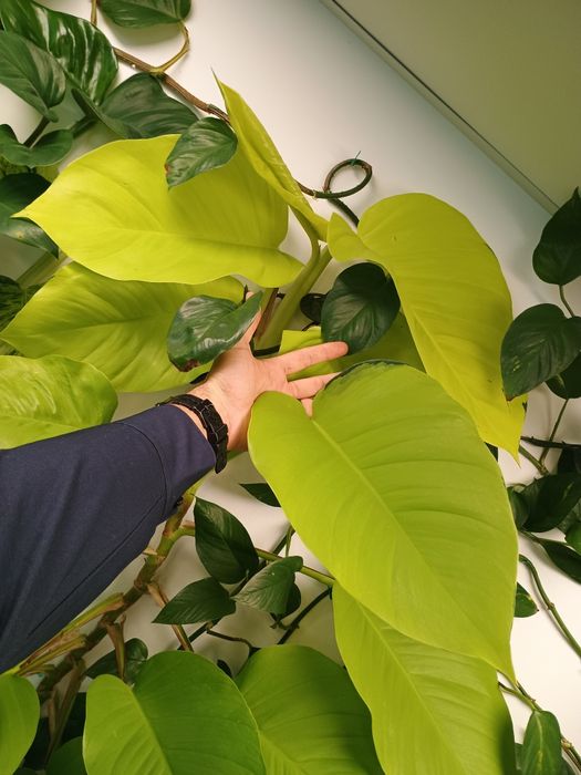 Epipremnum big form variegata monstera gog green on green marble queen ...