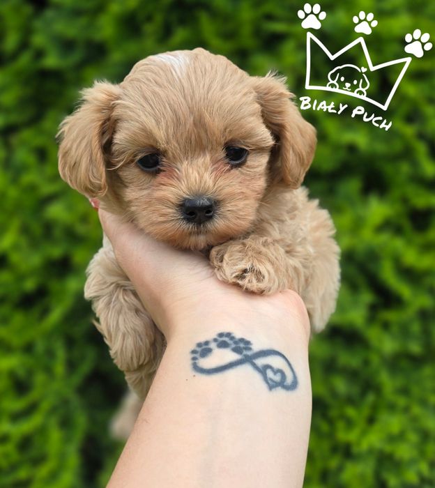 Maltipoo f1 samiec suczka 2.5 kg pudel Toy beżowe badania , wyprawka ...