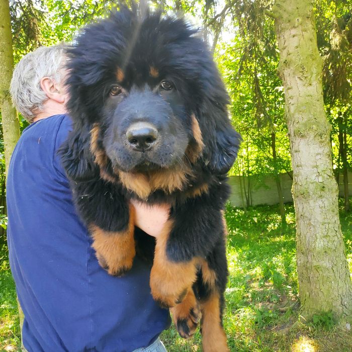 Mastif tybetański szczeniak FCI Prabuty • OLX.pl