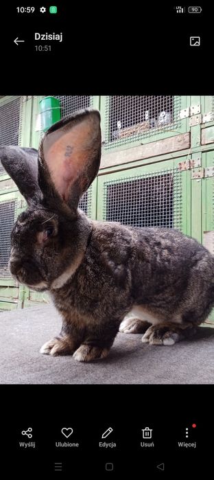 Olbrzym belgijski szary Karnice • OLX.pl