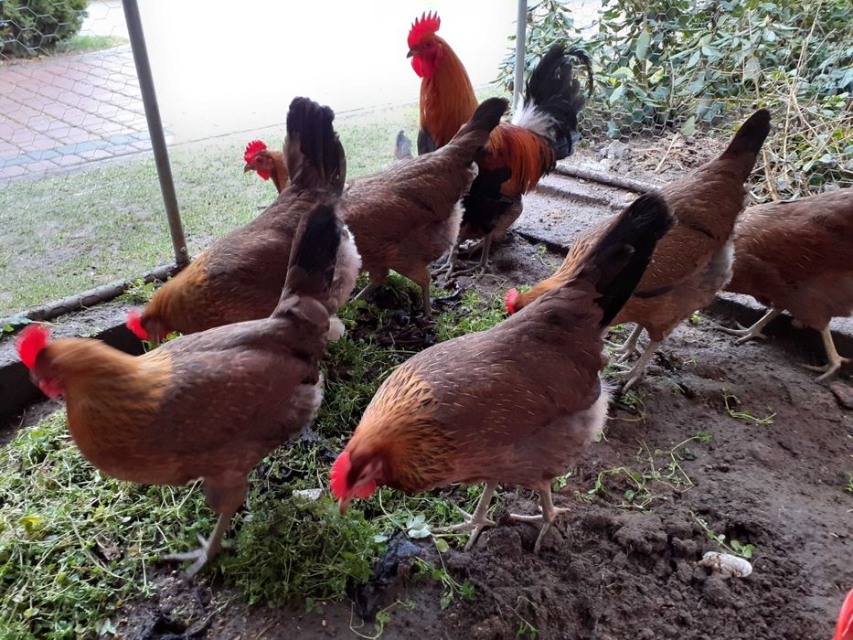 Kury Zielononóżki - OLX.pl