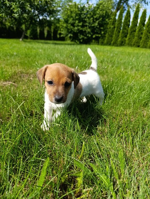 Jack Russell terrier suczka Rokocin • OLX.pl