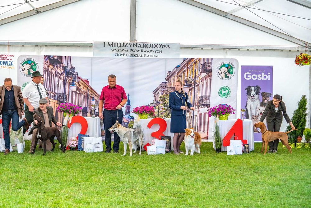 Wilczak Czechosłowacki, szczeniak, FCI Kadłub Wolny • OLX.pl