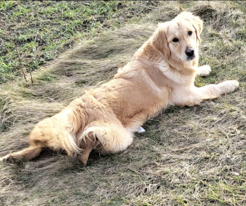Golden Retriever Sunia Skarszewy • OLX.pl