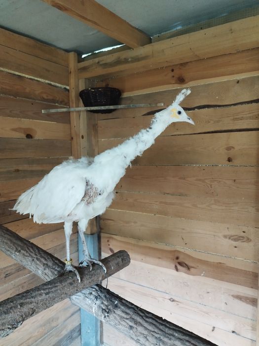 pawie - ptaki na sprzedaż, do adopcji | OLX Zwierzęta