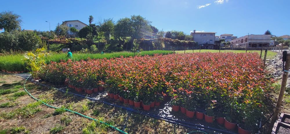 Photinia Red Robin / Carre Rouge - 50/100/150/200cm Perre • OLX Portugal