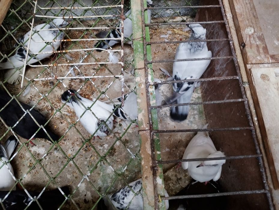Gołębie białe widoczne na zdjęciach Bedlno • OLX.pl