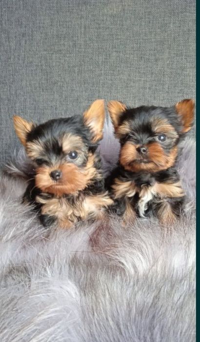 York miniaturka - psy na sprzedaż - szczeniaki z rodowodem | OLX