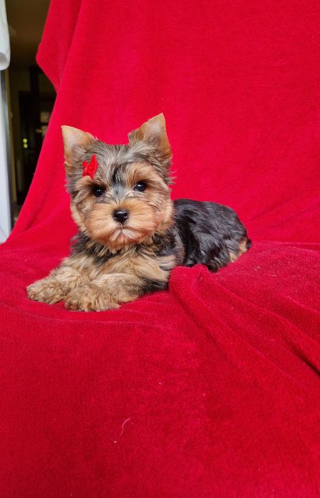 Piesek Macho york Łańcut • OLX.pl